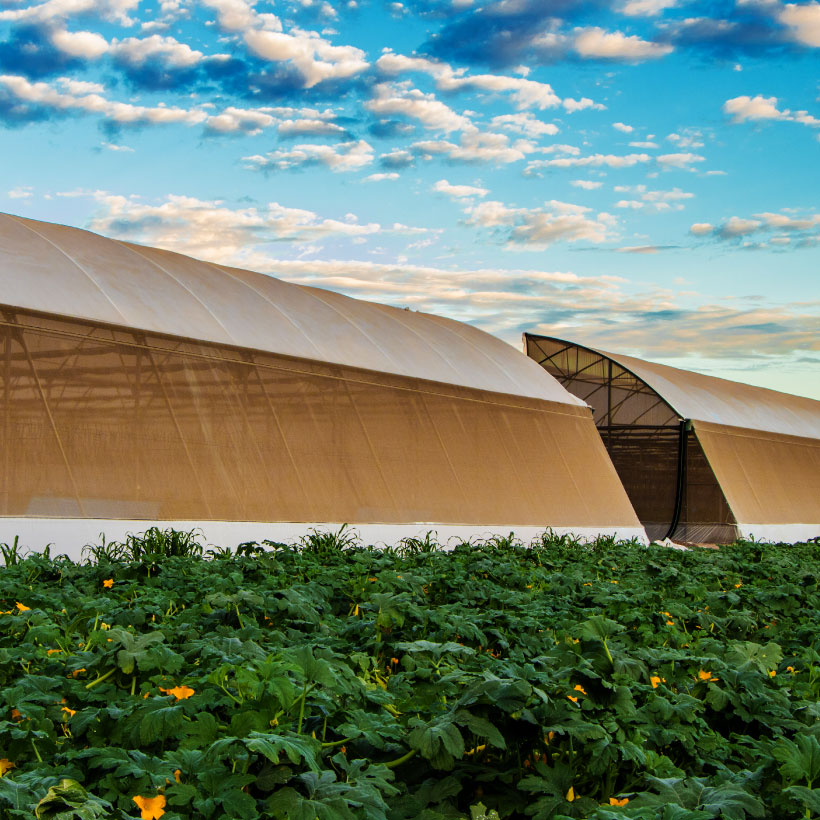 Grown for Good - Wholesum