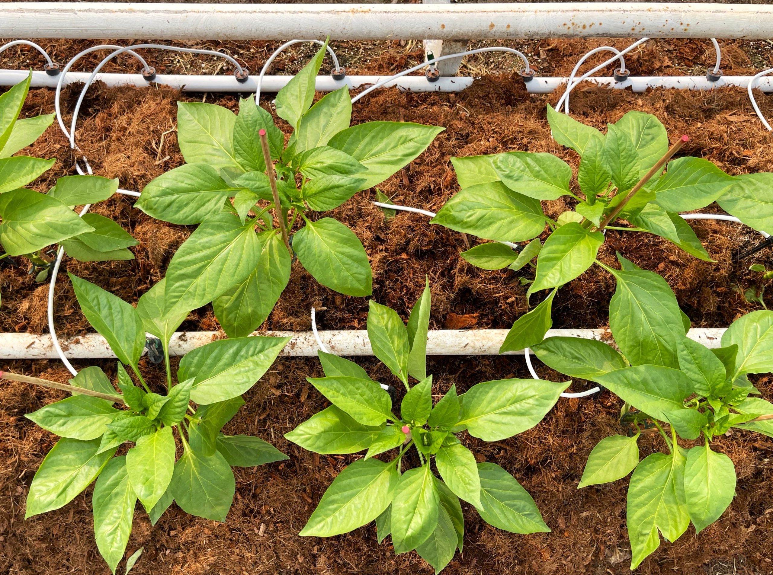 Wholesum Adds Organic Seed Production to its Portfolio of Organic ...