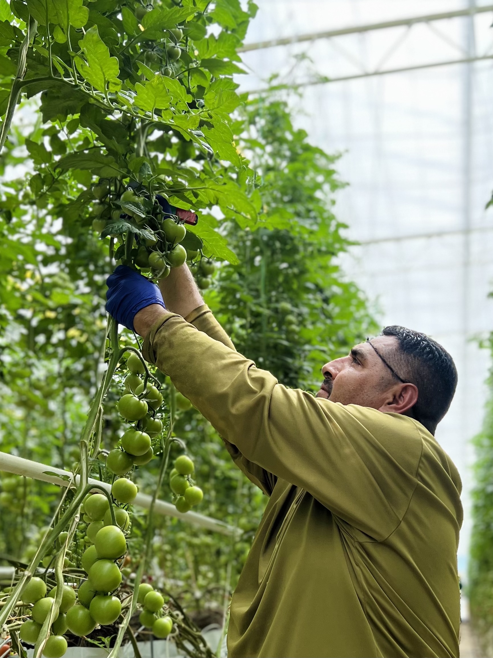 People Behind the Produce Series: Meet Francisco and Jesus, Wholesum ...